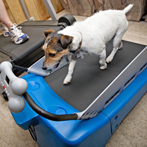 5 Best Dog Treadmill 2024 TinyMuscle 5 Best Dog Treadmill 2024 TinyMuscle